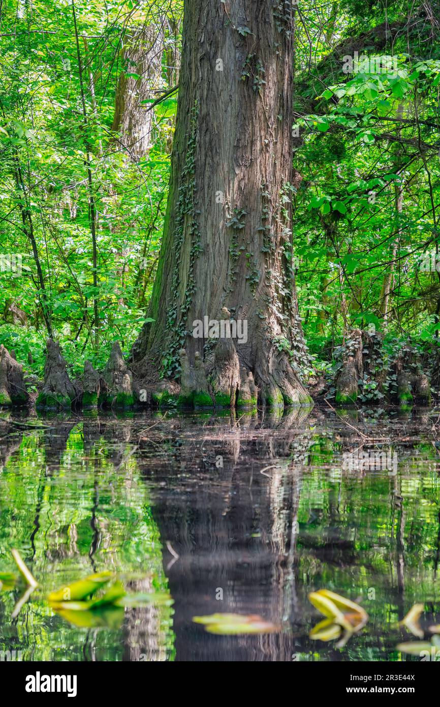 Large tree trunk and stumps reflecting in the water of a a lake swamp ...