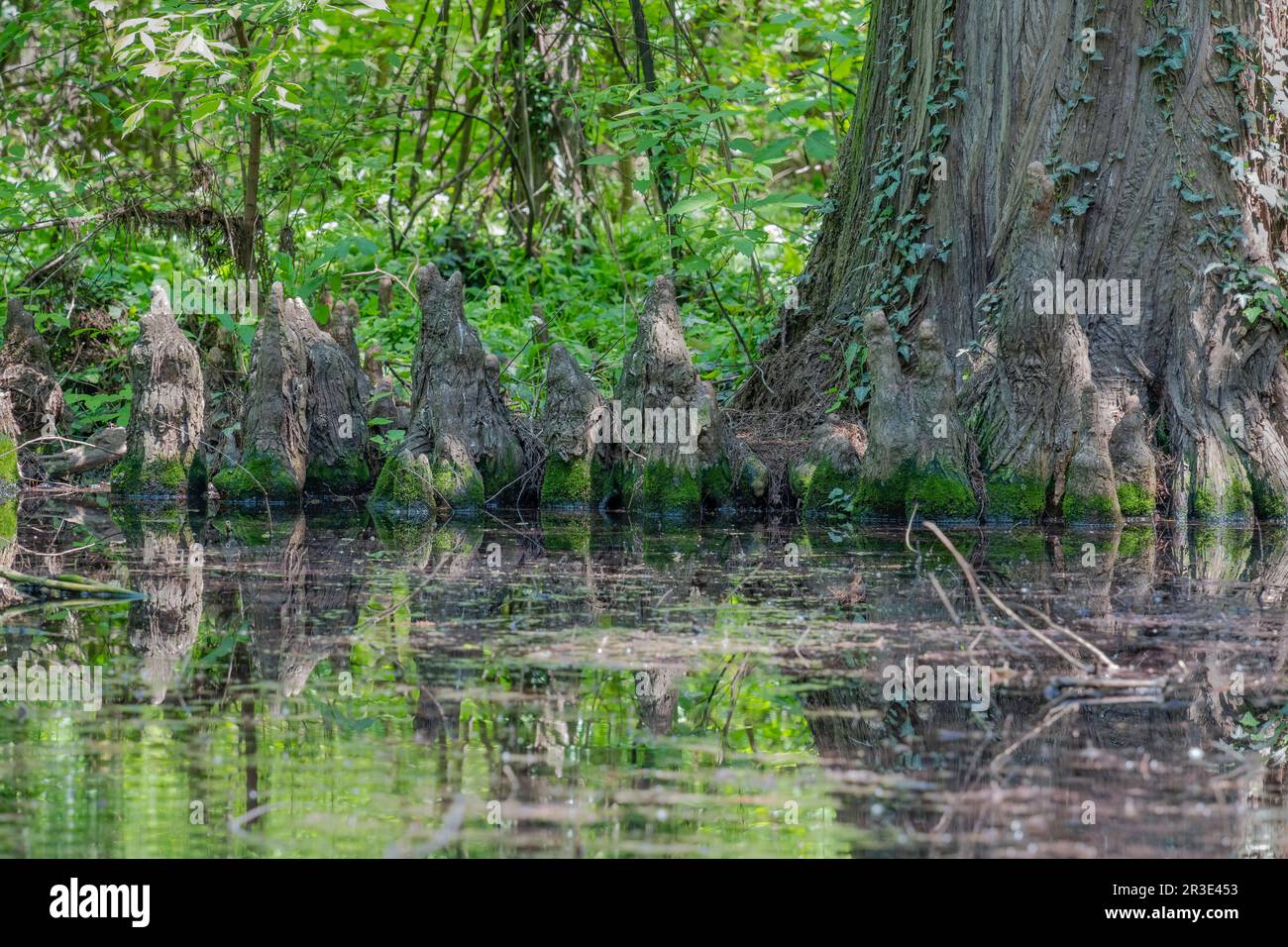 Large tree trunk and stumps reflecting in the water of a a lake swamp ...