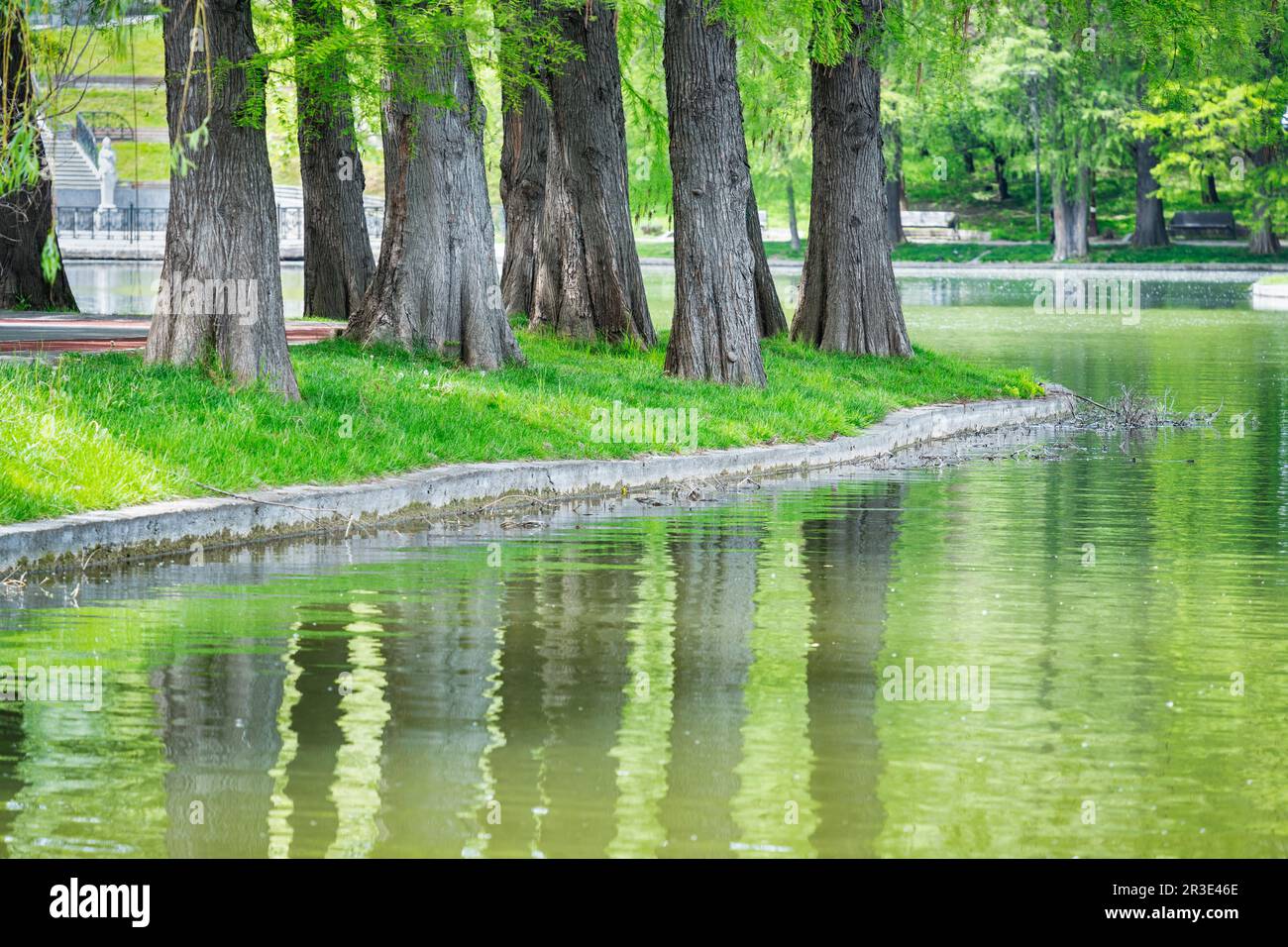 Large tree trunks reflecting in the water of a a lake. Spring summer ...