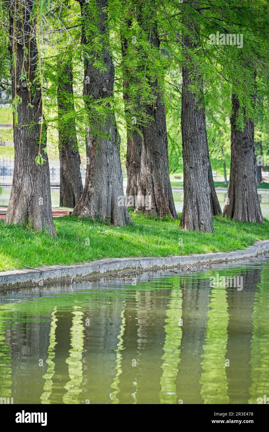 Large tree trunks reflecting in the water ofa a lake. Spring summer ...