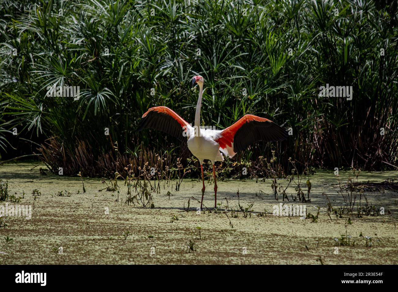 The greater flamingo (Phoenicopterus roseus) is the most widespread and ...