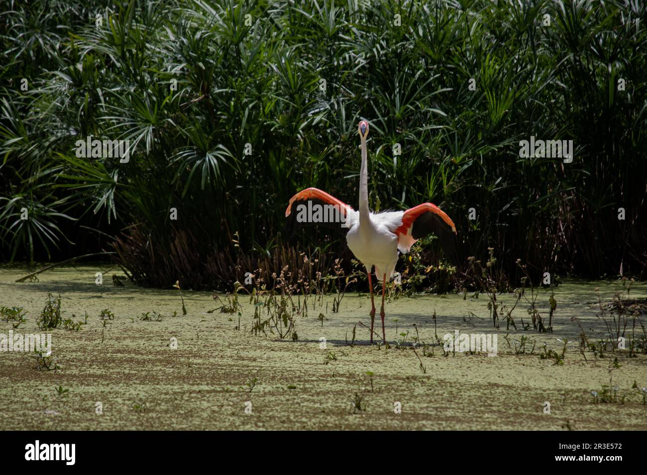 The greater flamingo (Phoenicopterus roseus) is the most widespread and ...