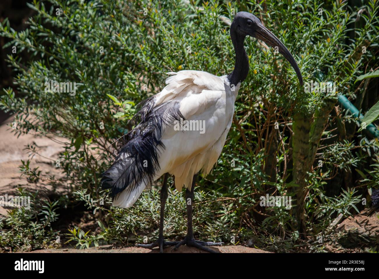 A Sacred Ibis walking and hunting fish in the lake, in National park ...