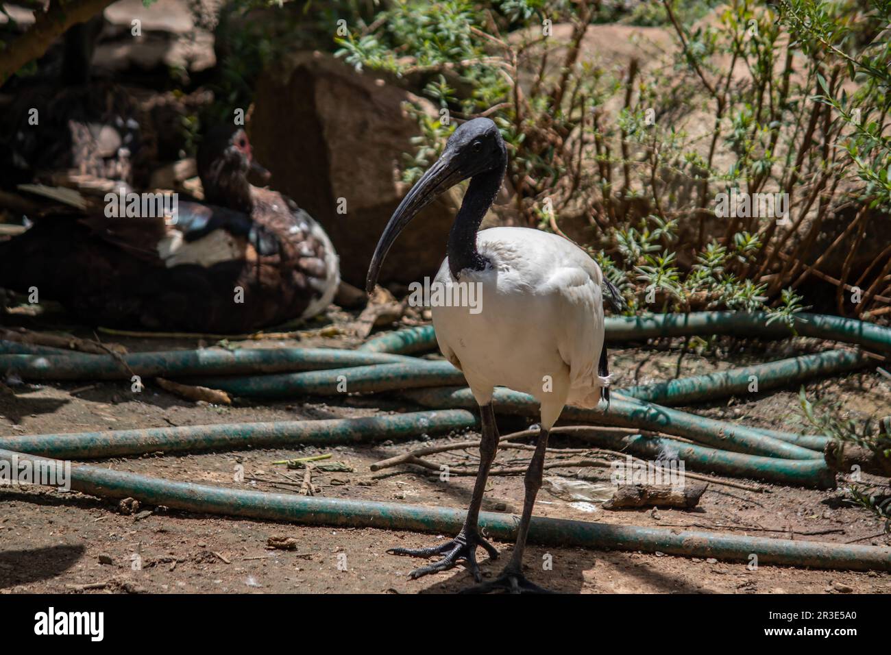 A Sacred Ibis walking and hunting fish in the lake, in National park ...