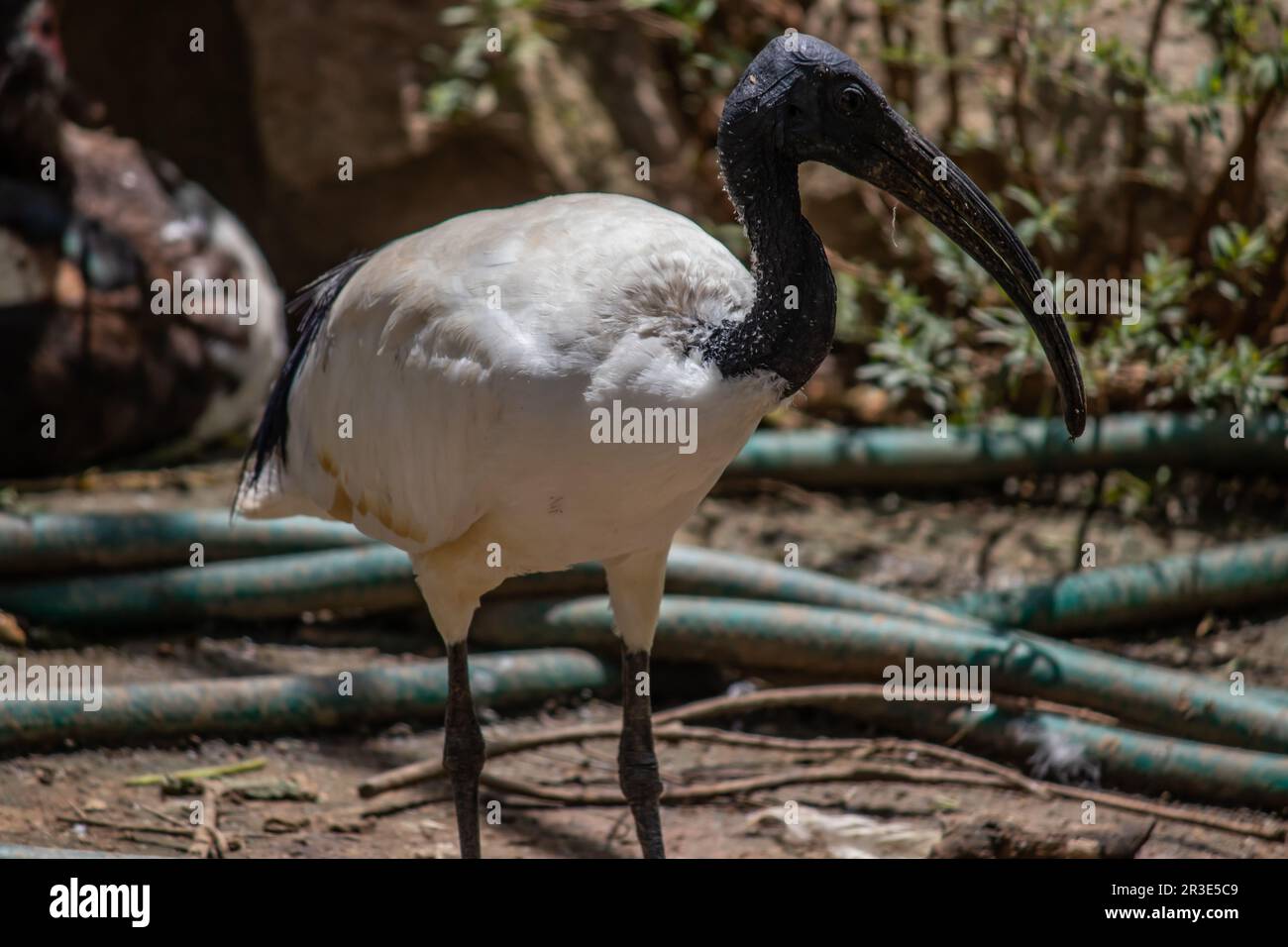 A Sacred Ibis walking and hunting fish in the lake, in National park ...