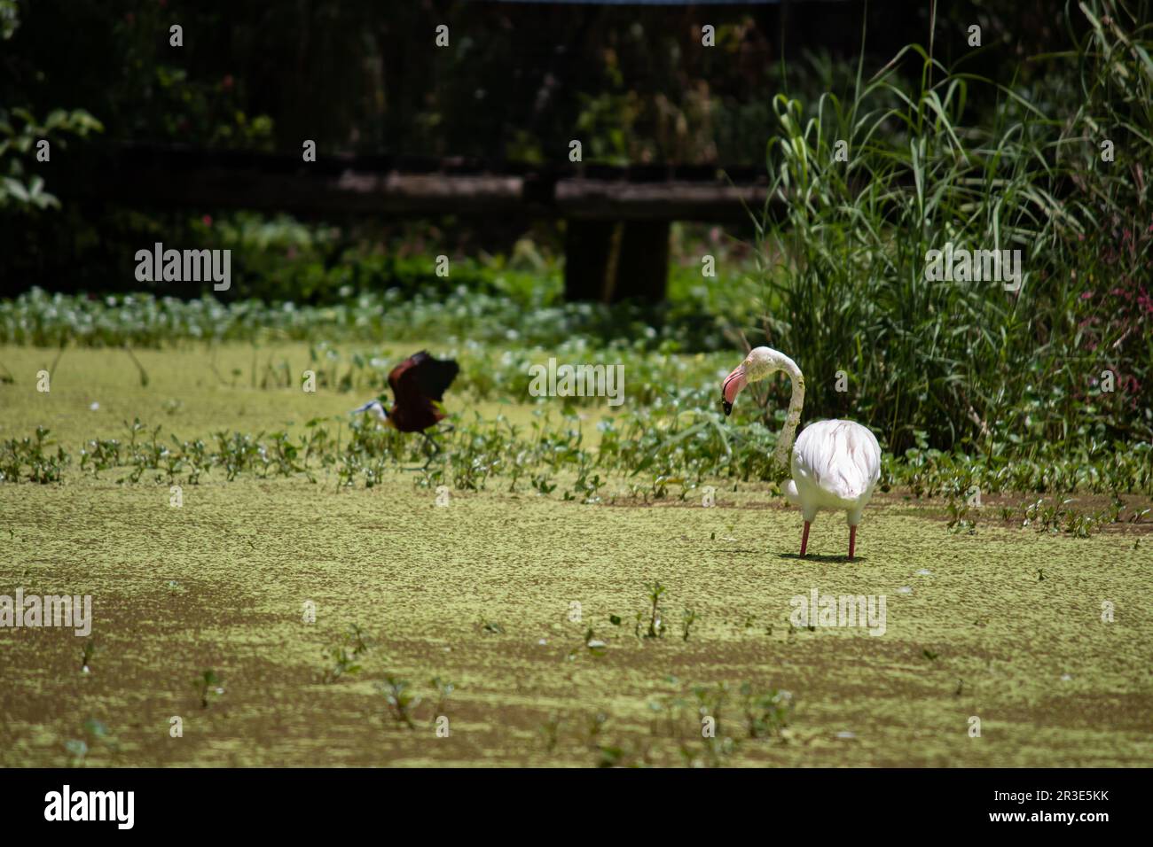 The greater flamingo (Phoenicopterus roseus) is the most widespread and ...