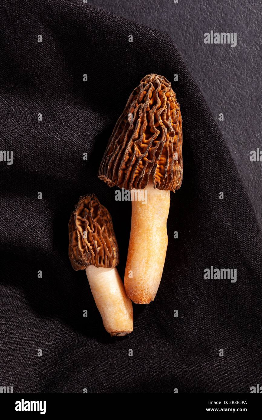 Verpa bohemica - edible and tasty raw mushroom Stock Photo - Alamy