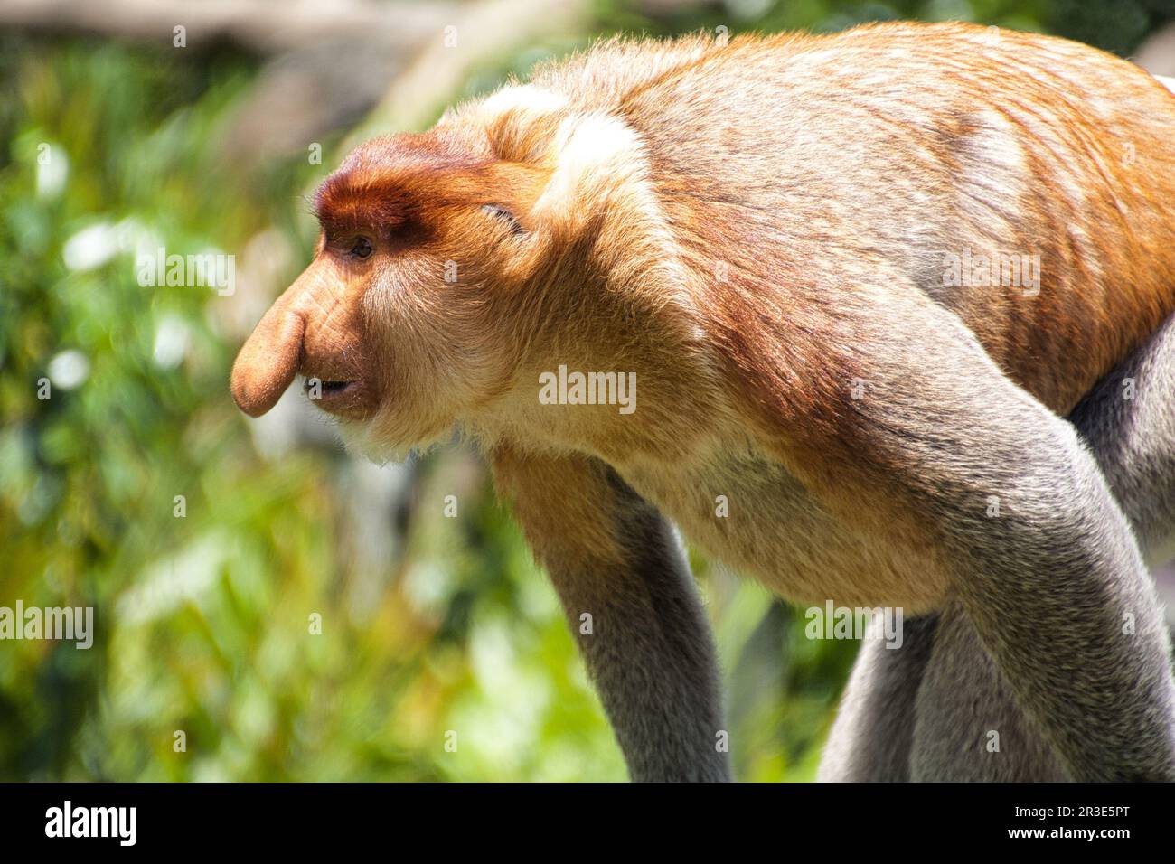 Monkey nose hi-res stock photography and images - Alamy