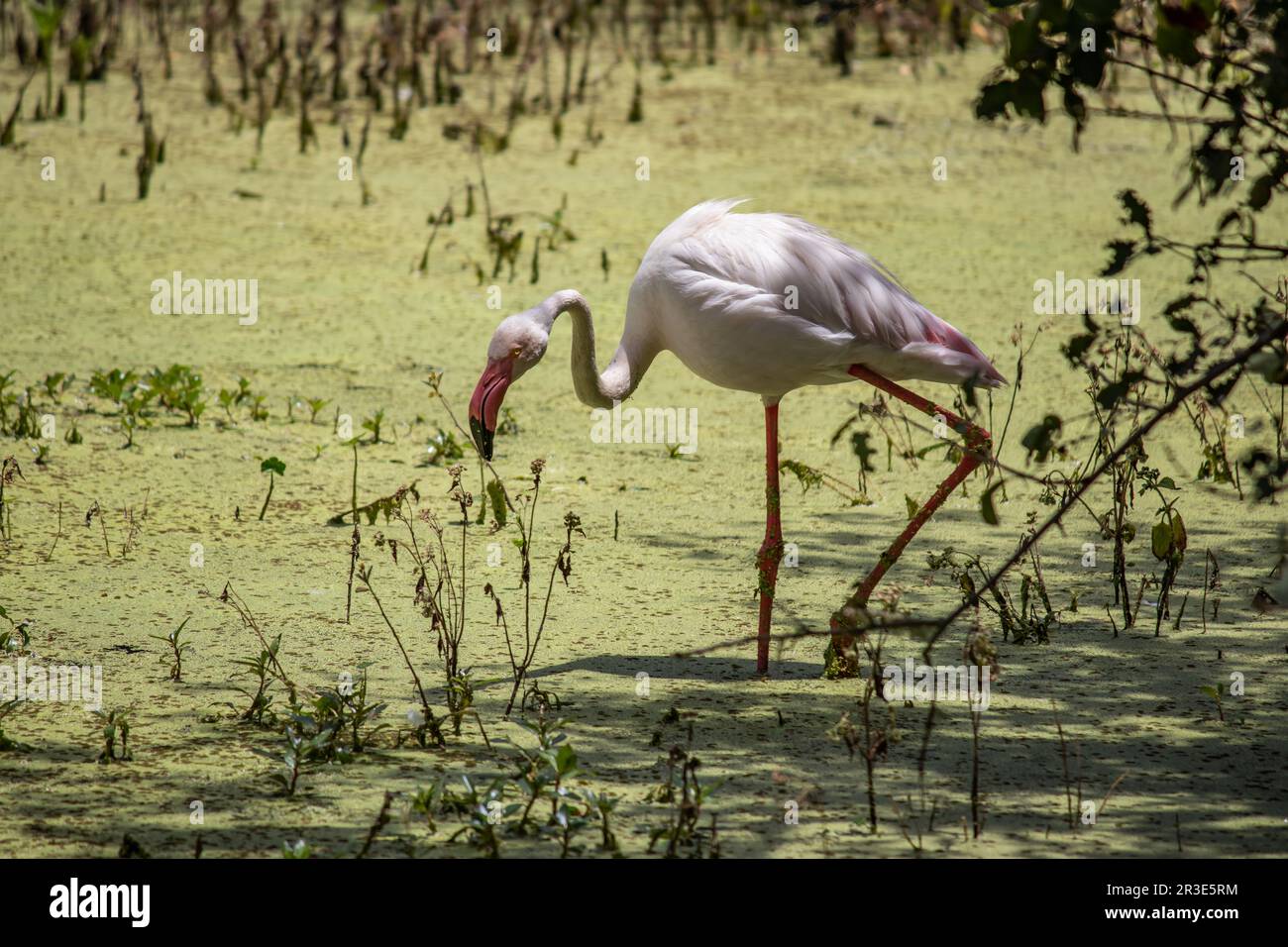 The greater flamingo (Phoenicopterus roseus) is the most widespread and ...