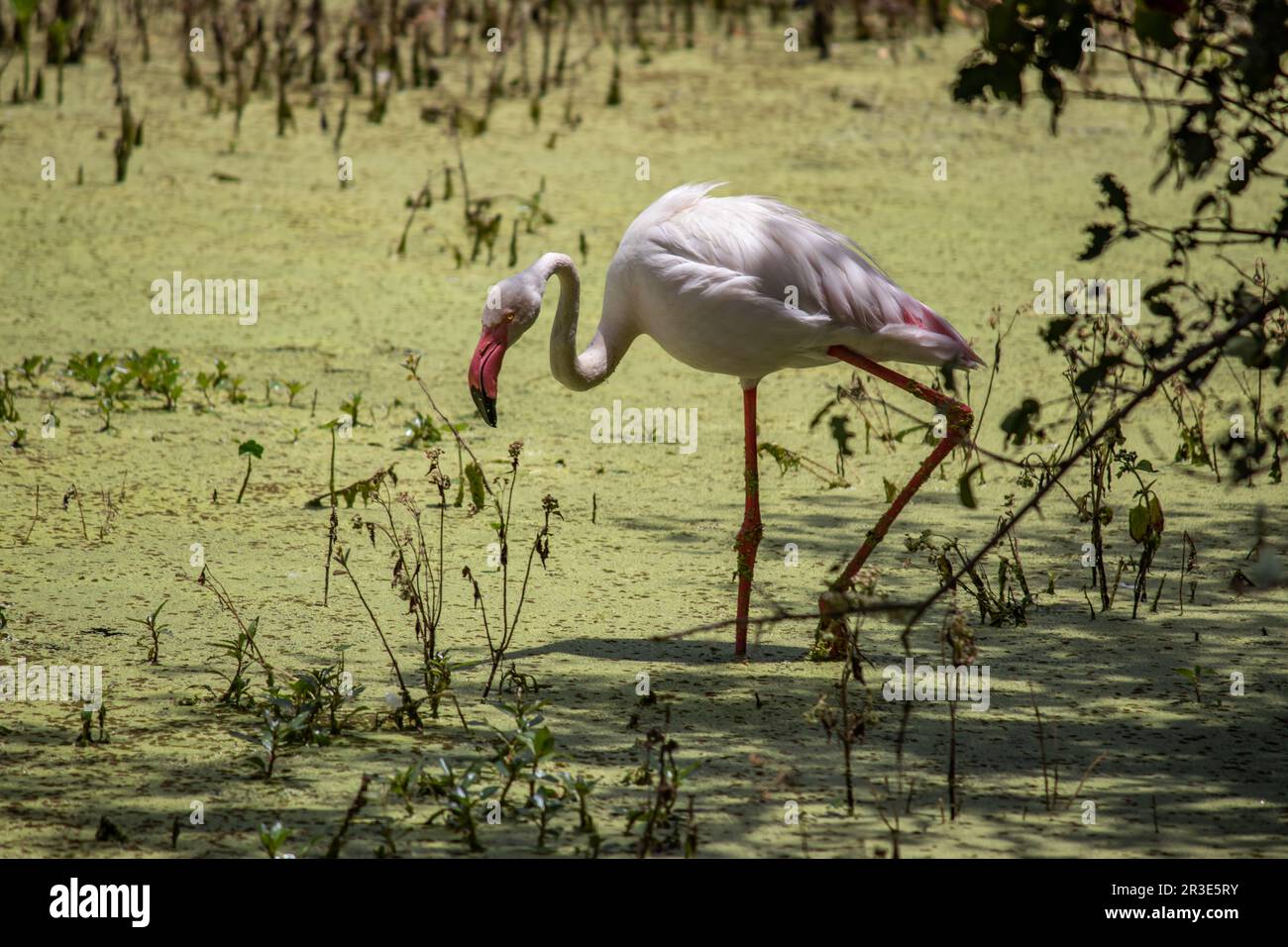 The greater flamingo (Phoenicopterus roseus) is the most widespread and ...