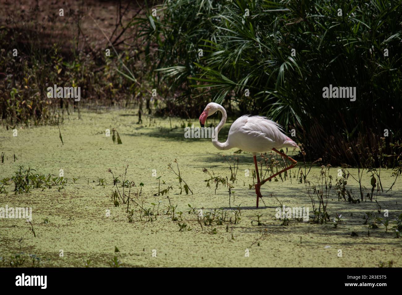 The greater flamingo (Phoenicopterus roseus) is the most widespread and ...