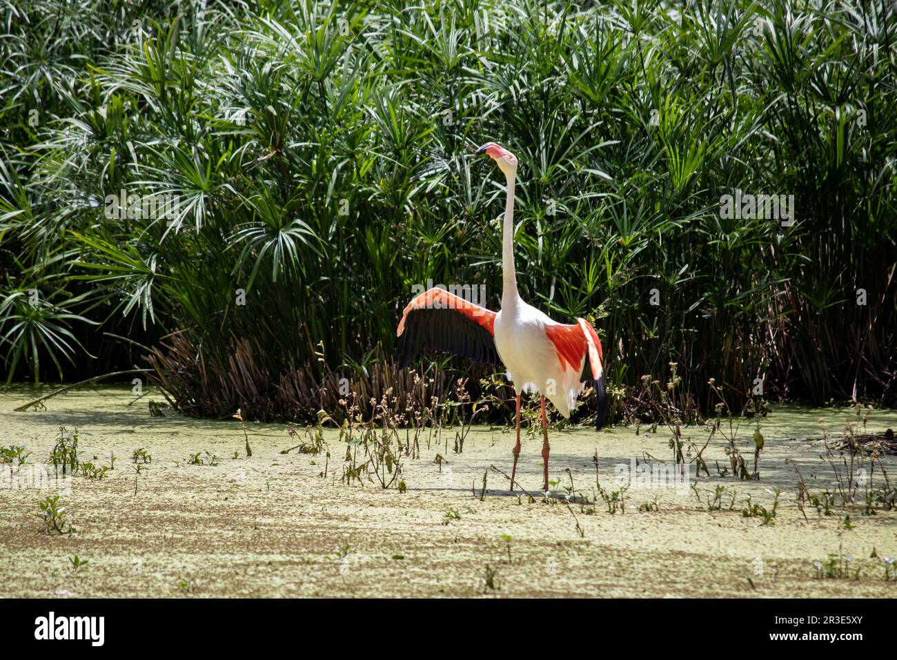 The greater flamingo (Phoenicopterus roseus) is the most widespread and ...