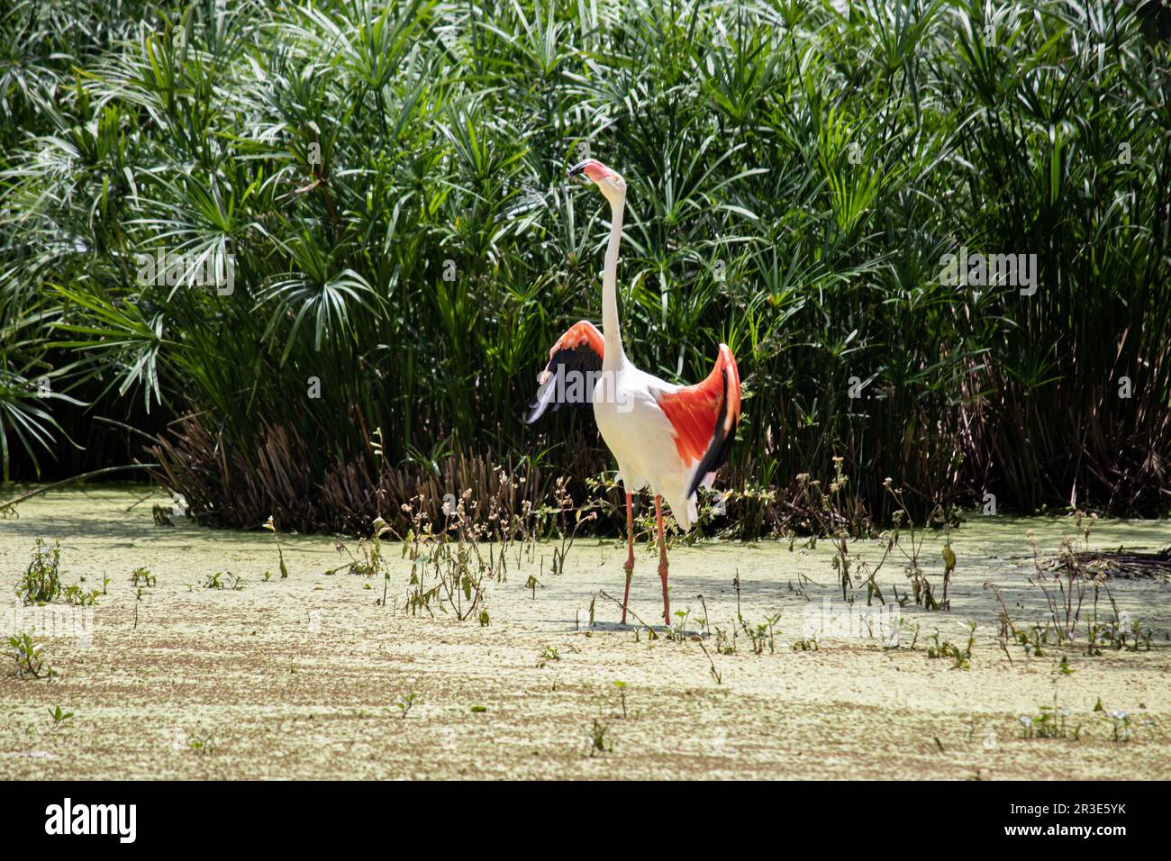 The greater flamingo (Phoenicopterus roseus) is the most widespread and ...