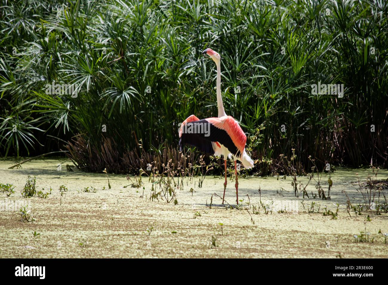The greater flamingo (Phoenicopterus roseus) is the most widespread and ...