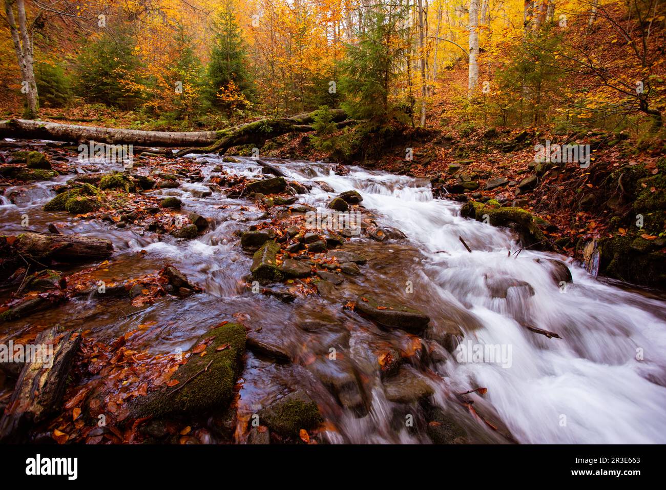 Mountain river in woods carpathian hi-res stock photography and images ...