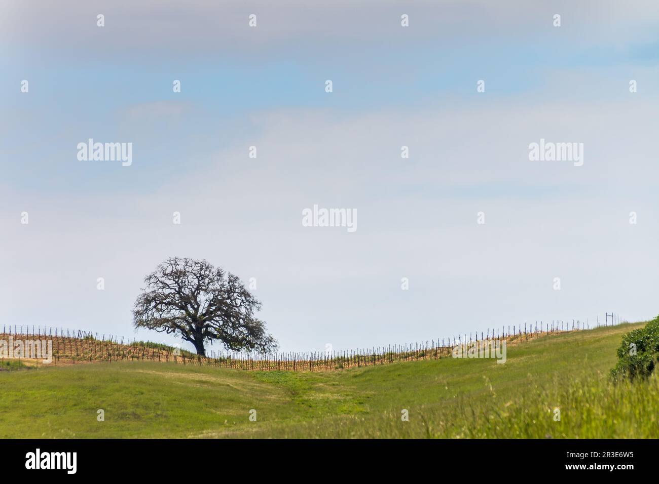 Looking up a green hillside with trees on the left and a large oak tree ...