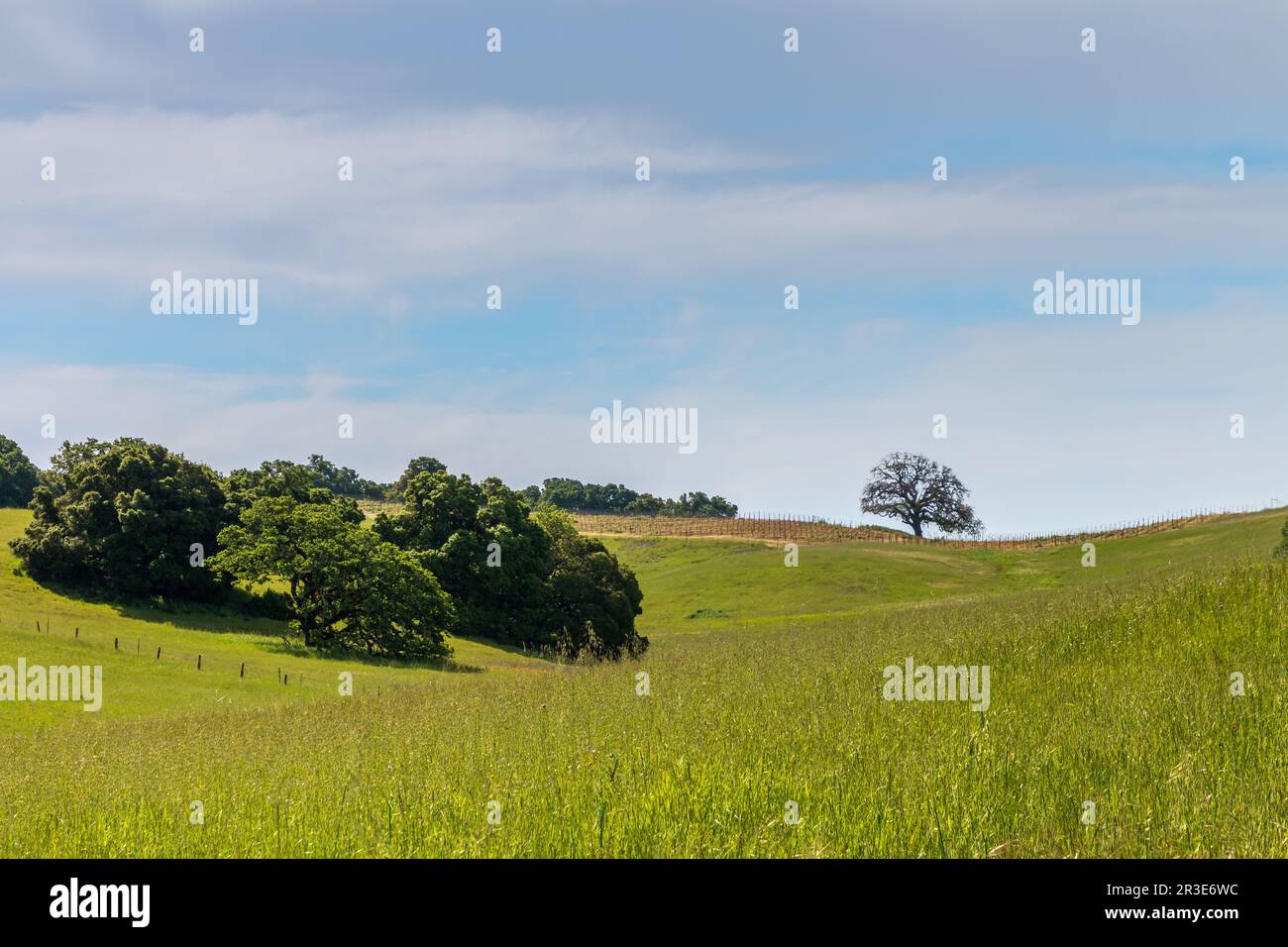 Looking up a green hillside with trees on the left and a large oak tree ...