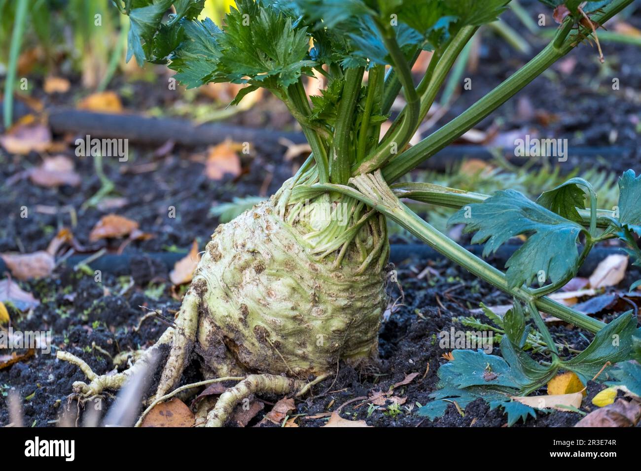 Knotweed (Apium graveolens var. rapaceum Stock Photo - Alamy