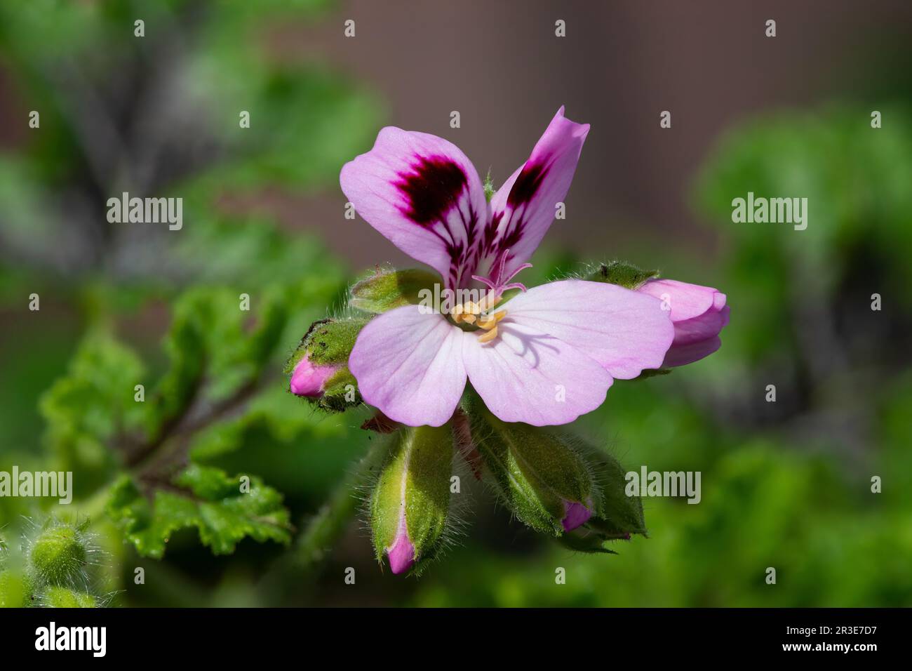 Macro shot of a royal oak oakleaf geranium (pelargonium quercifolium ...