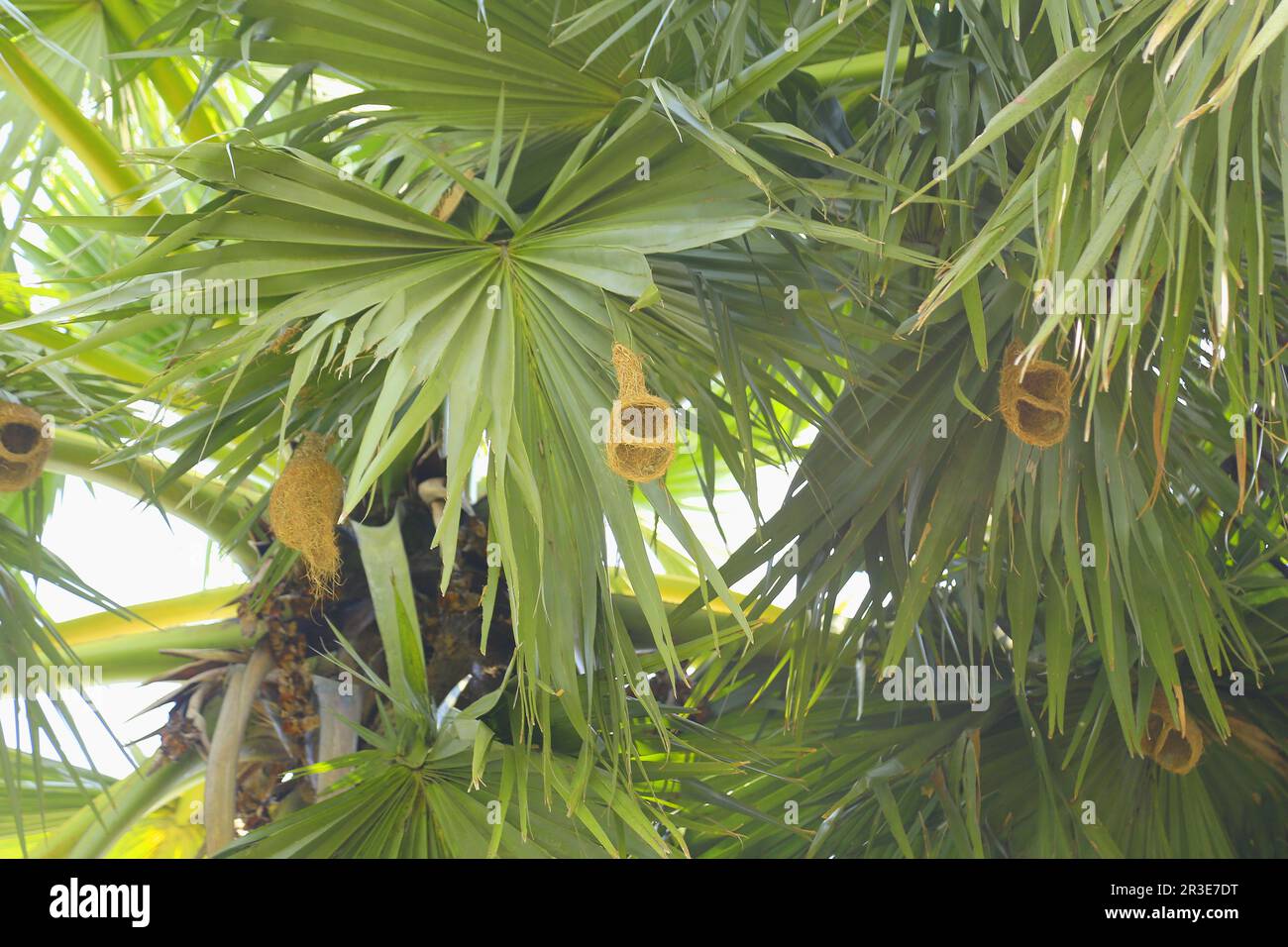 Ant nest cross section hi-res stock photography and images - Alamy