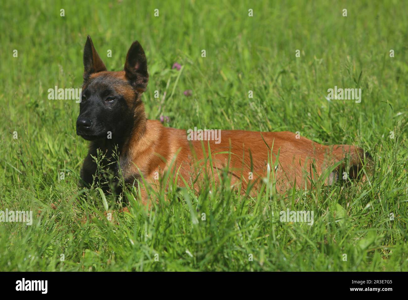 Ogulin, Croatia. 23rd May, 2023. Belgian shepherd puppy Zorro is ...