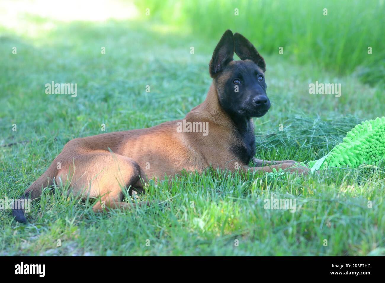 Ogulin, Croatia. 23rd May, 2023. Belgian shepherd puppy Zorro is ...