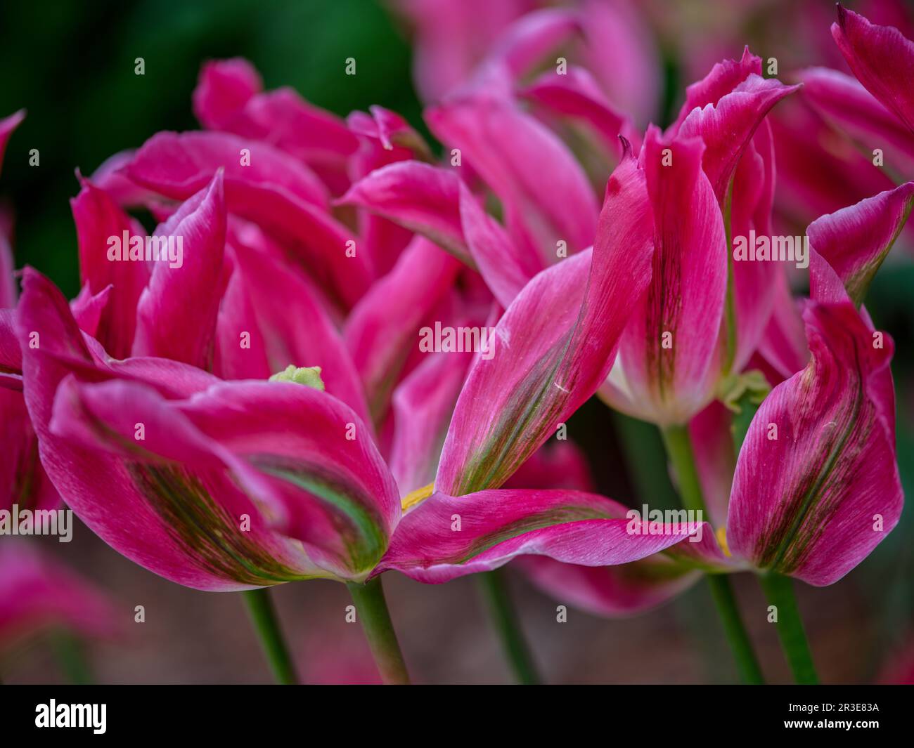 Fancy tulip close up Stock Photo - Alamy