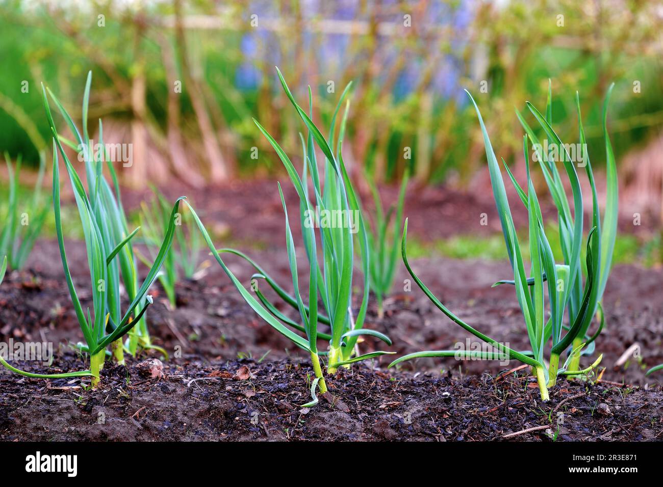 Garlic in spring, young plants close-up. An organically grown garlic ...