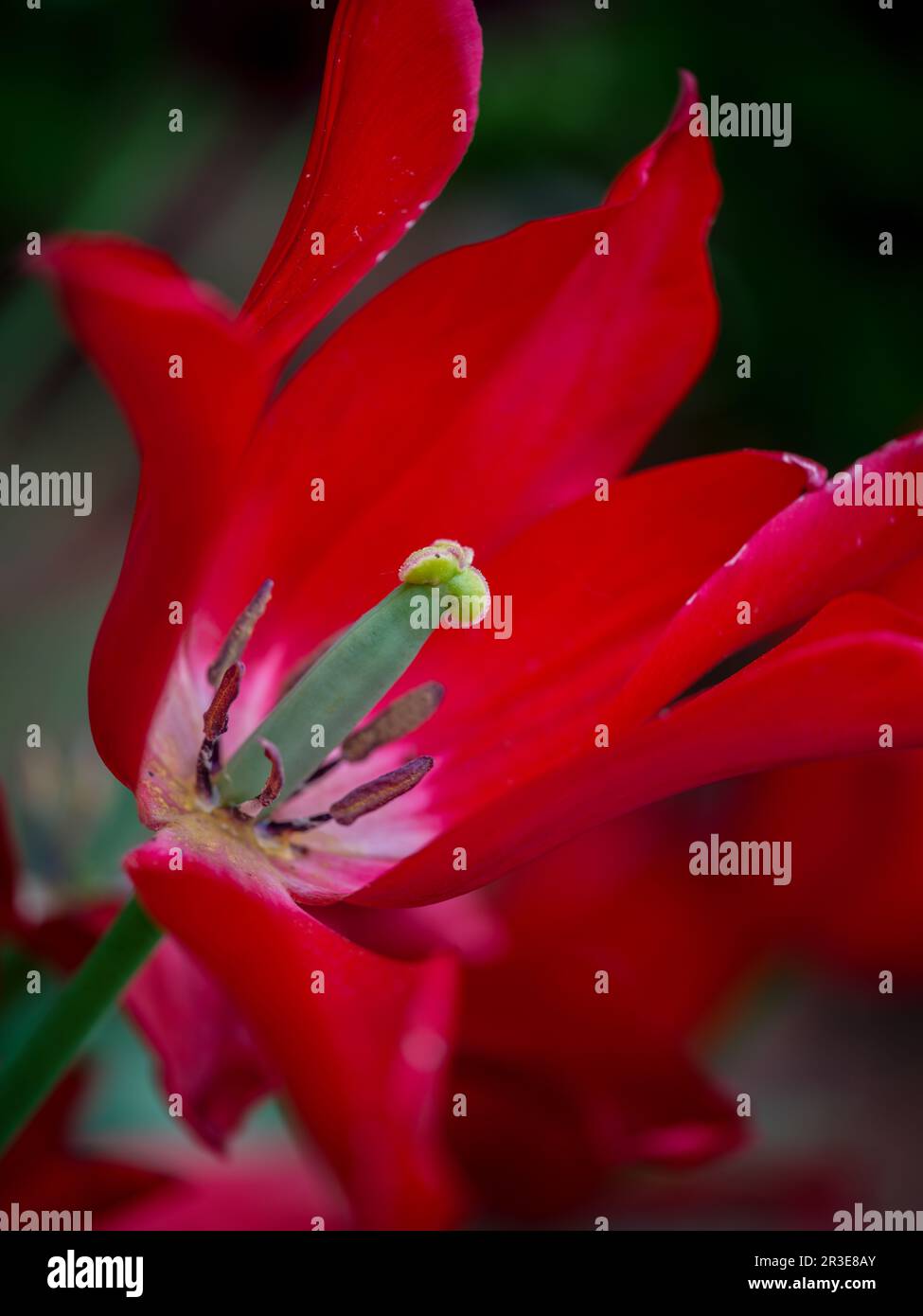 Fancy tulip close up Stock Photo - Alamy