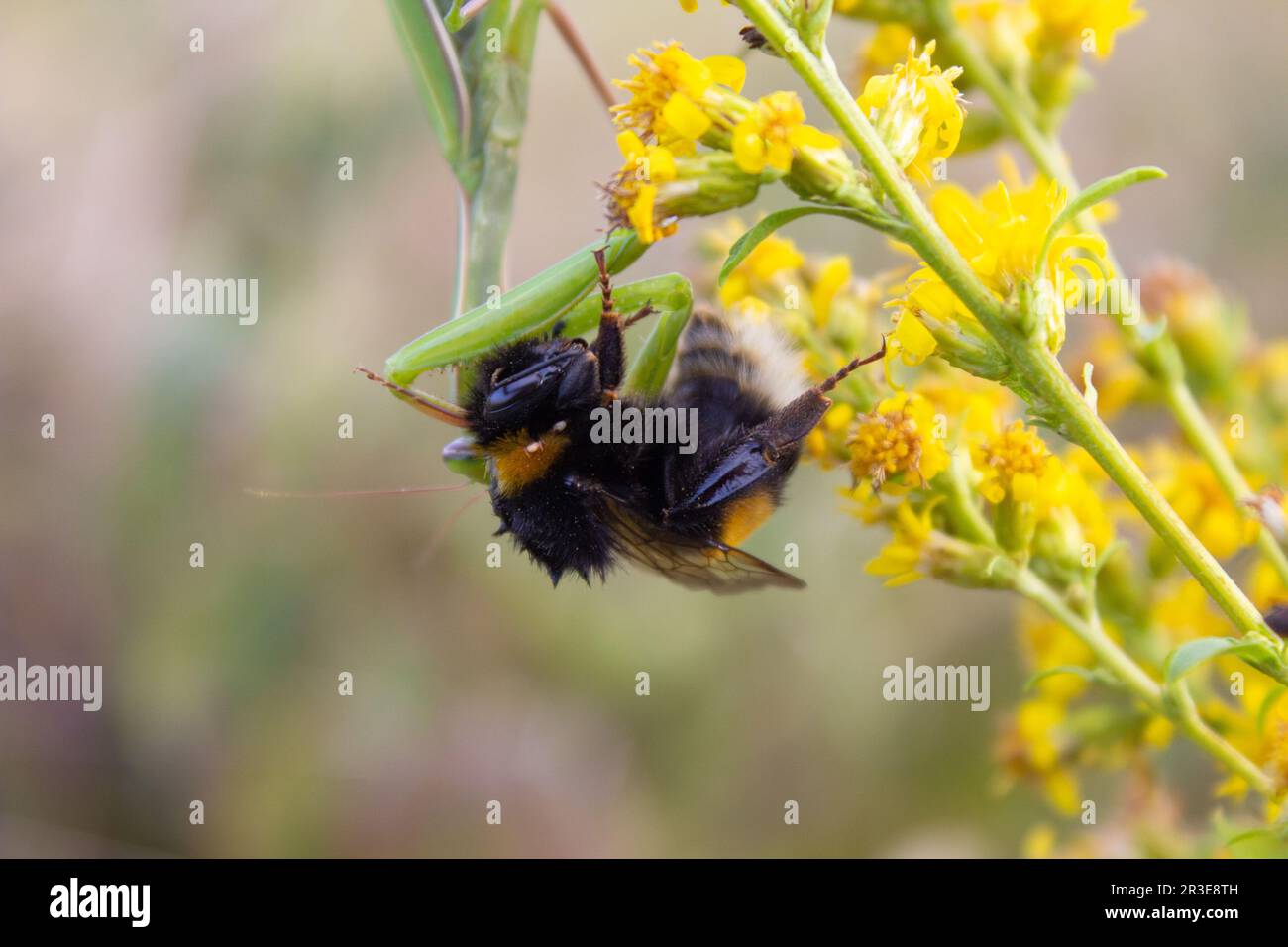 the green mantis hunted the bee and eats Stock Photo - Alamy