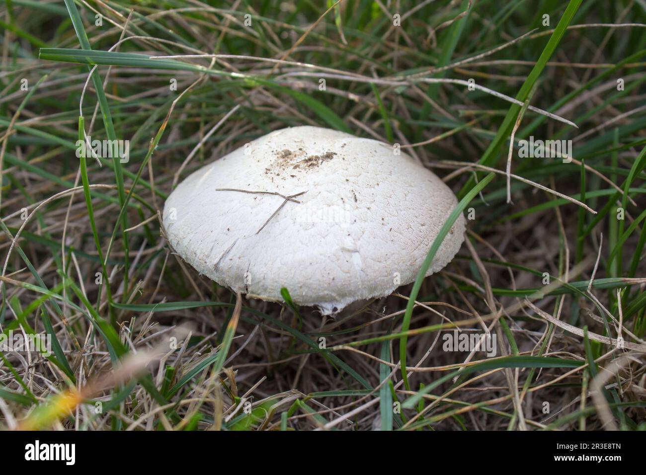 Fresh mushroom forest champignons hi-res stock photography and images ...