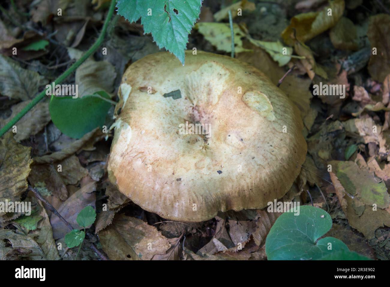 non-edible fungus Paxillus grows in the woods Stock Photo - Alamy
