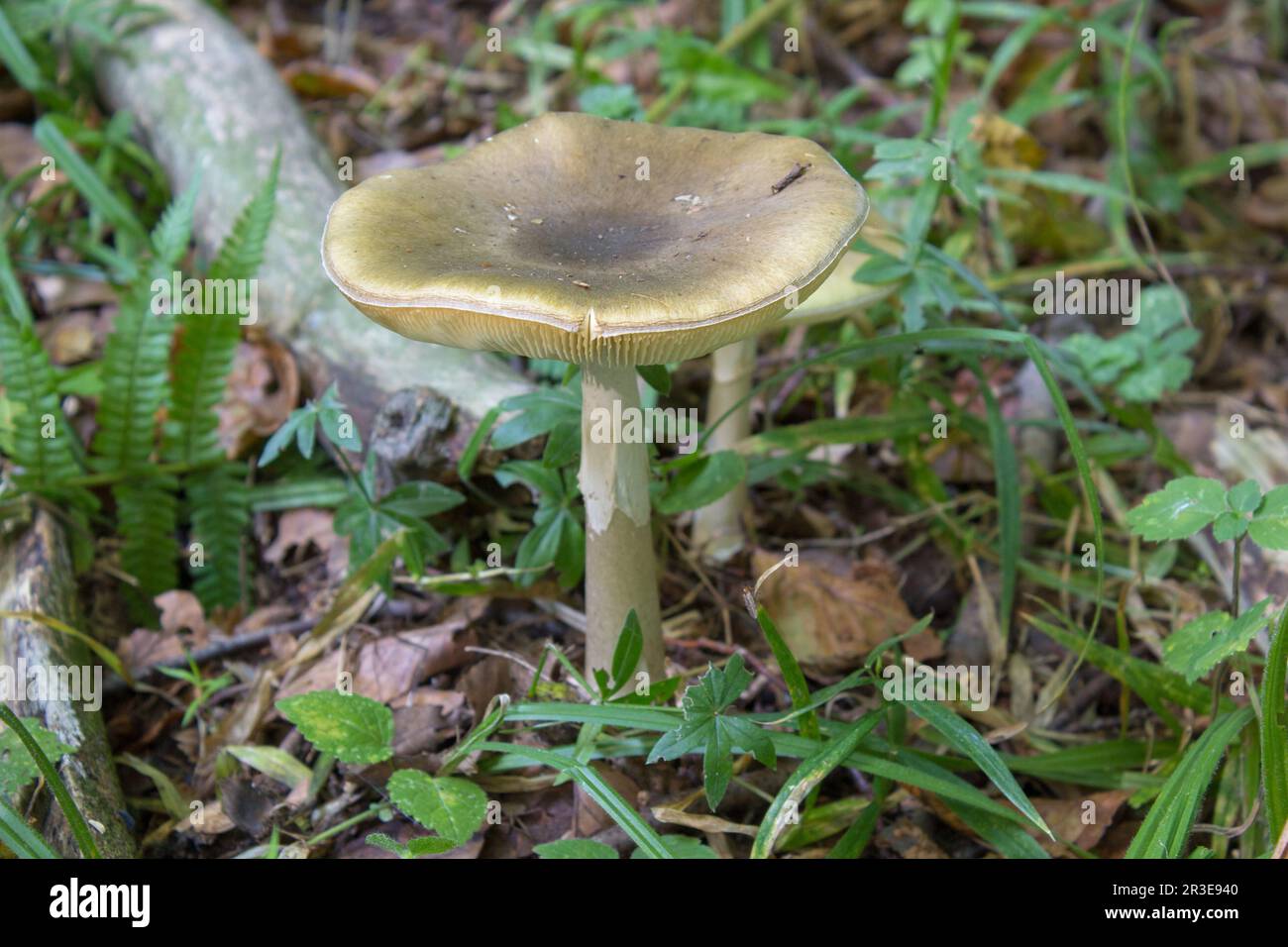 Edible Russula Mushroom Russula Aeruginea with a green sloping cap ...