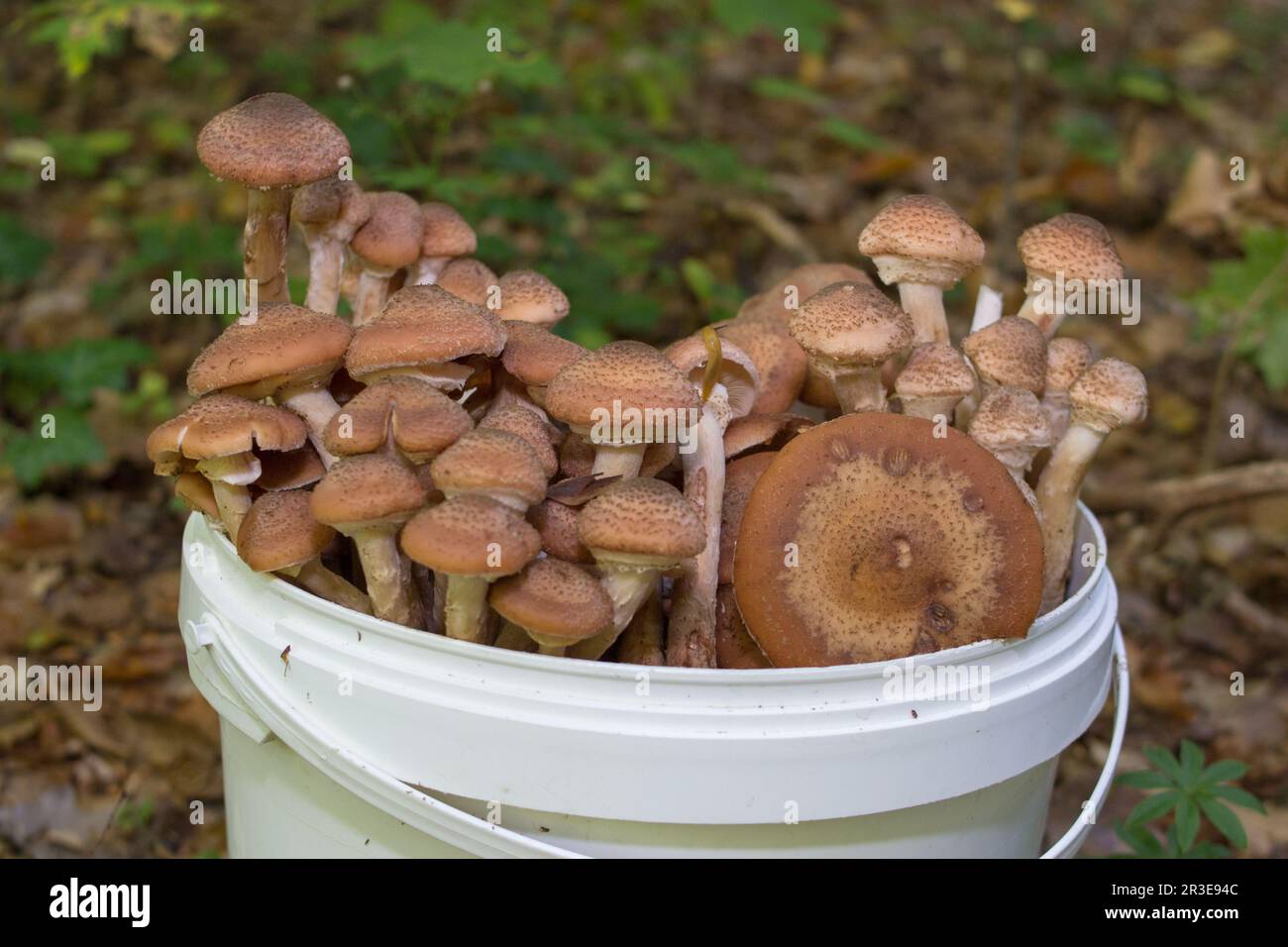 bucket of mushrooms in the forest,gathered in the woods a full bucket ...