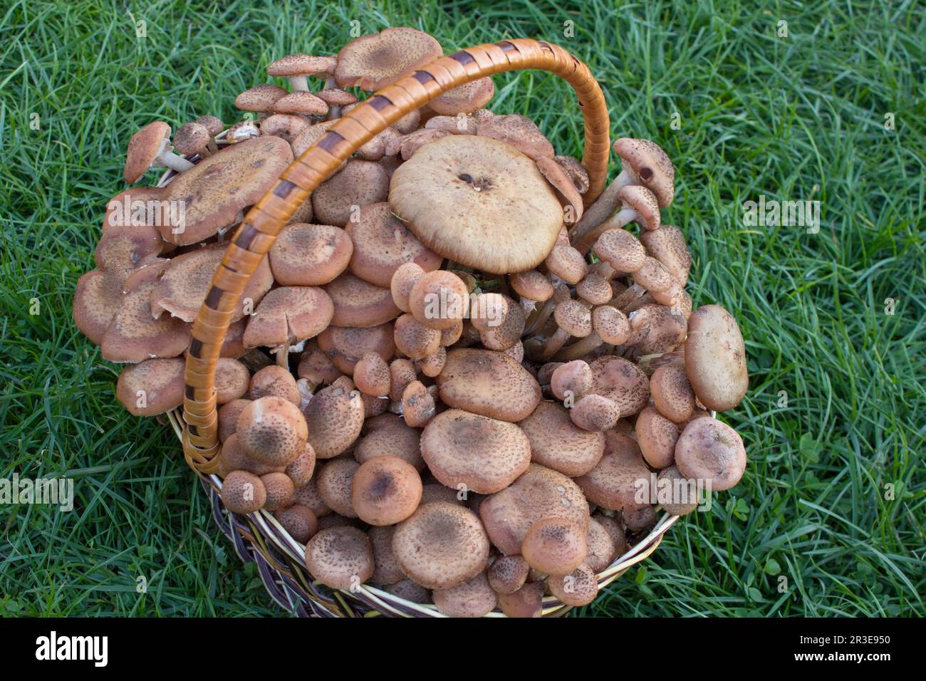 The crop picked up a full basket of honey fungus edible fungi Stock ...