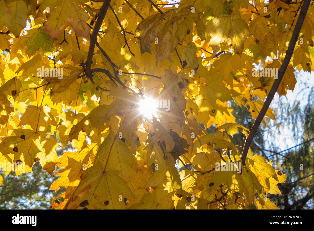 Bright sun rays yellow hi-res stock photography and images - Alamy