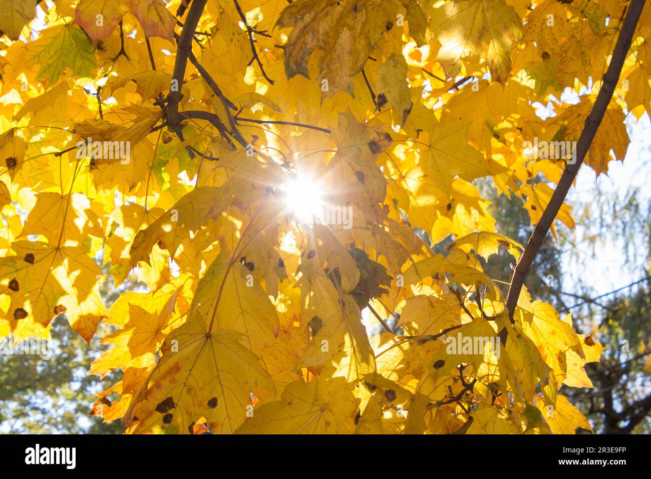 Golden yellow rays hi-res stock photography and images - Alamy