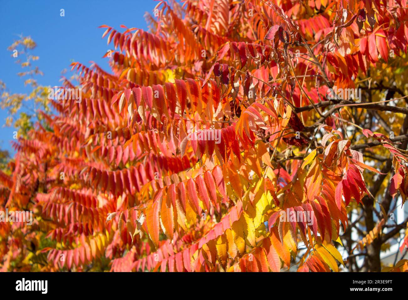 Rowan branch autumn leaves in hi-res stock photography and images - Alamy