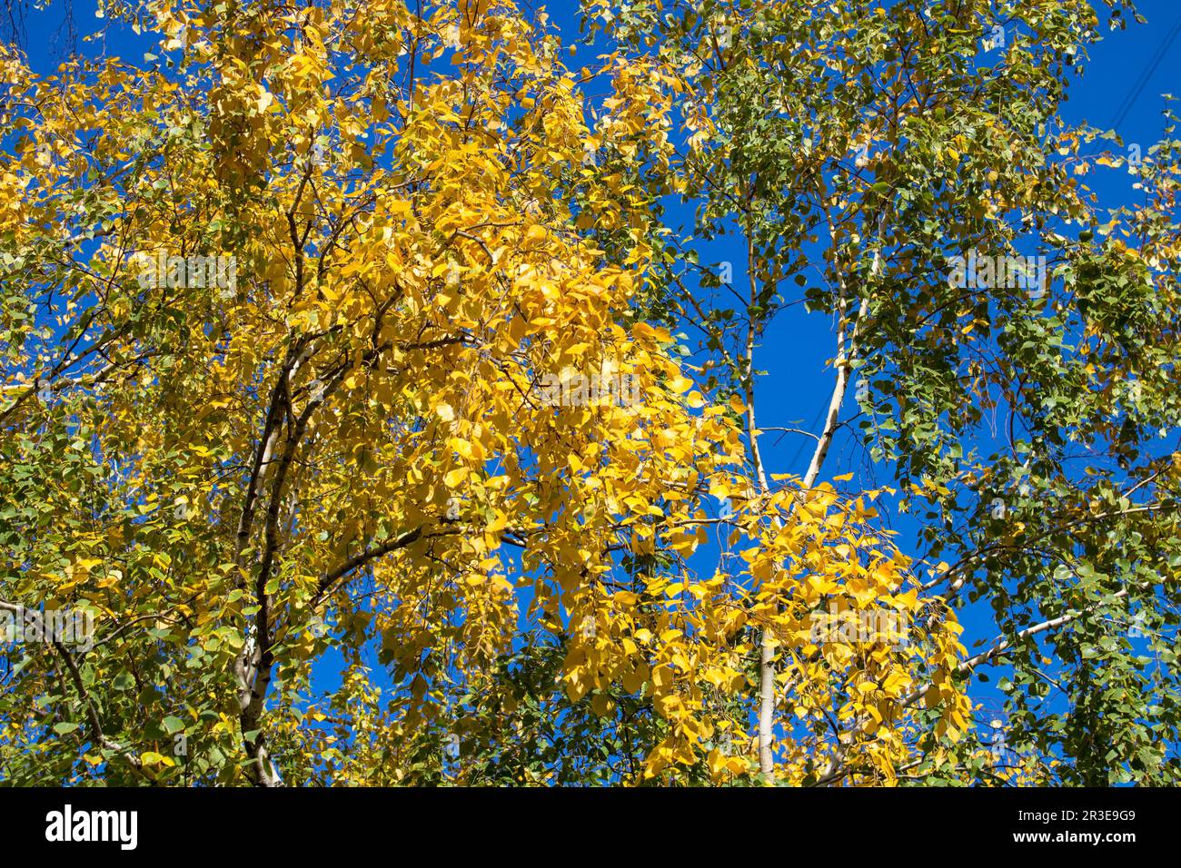 Yellow birch flower hi-res stock photography and images - Alamy