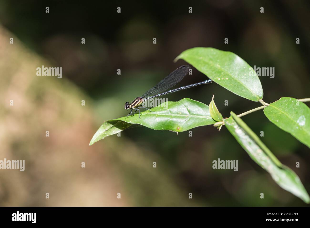 Argia sp hi-res stock photography and images - Alamy