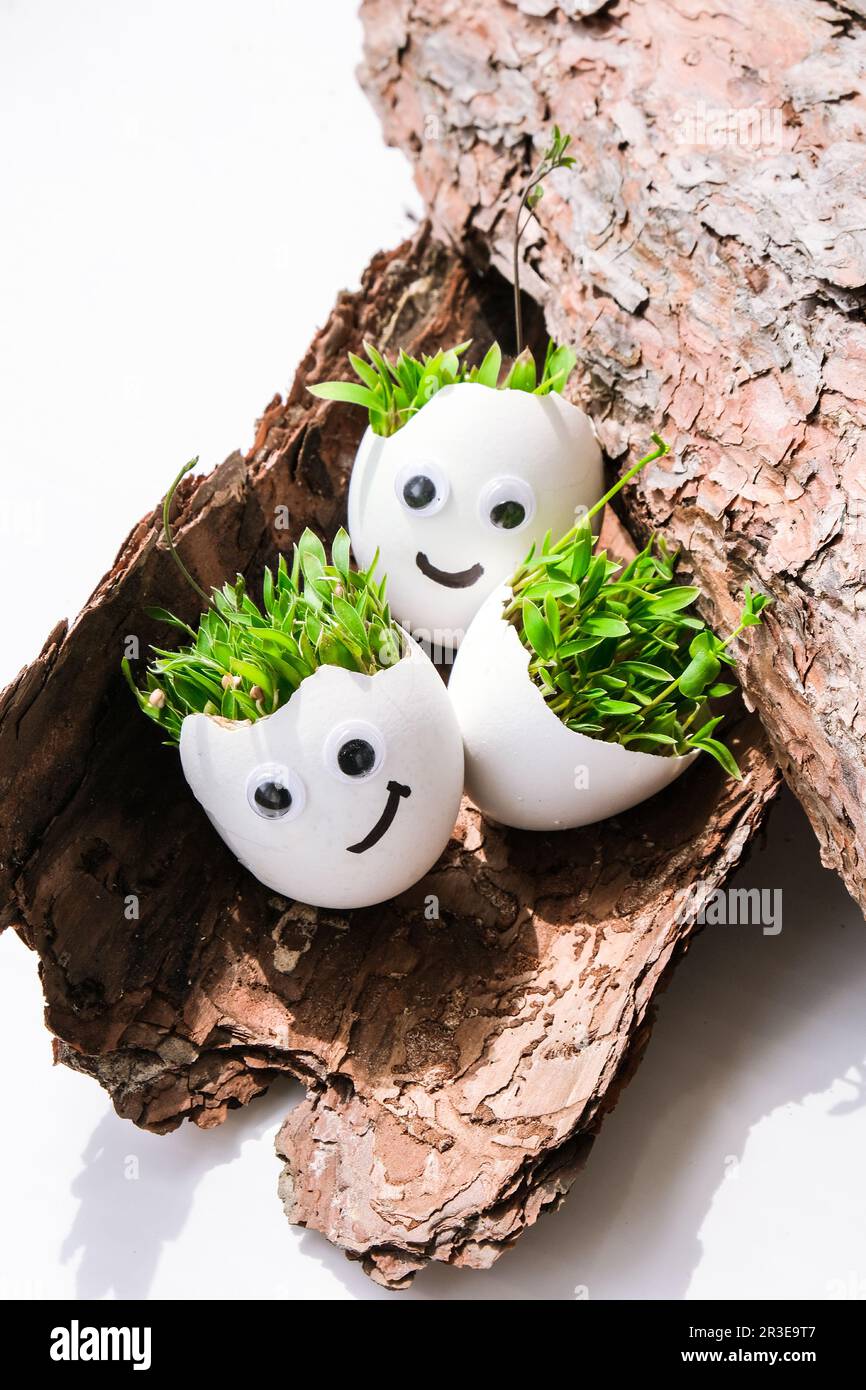 Fresh micro greens. Microgreens of arugula and cress grow in white egg ...