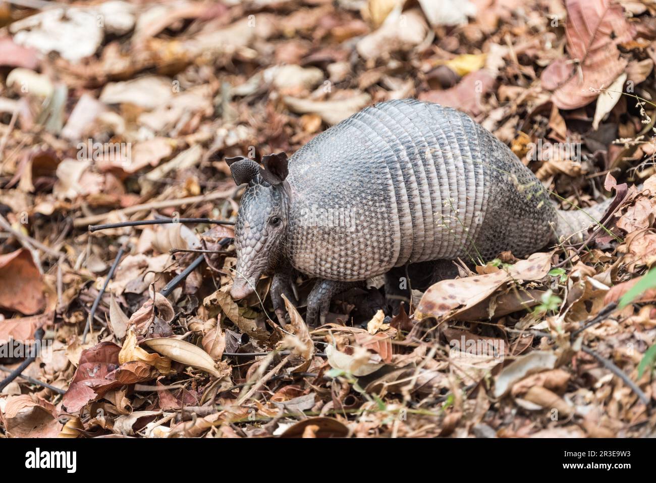 Young, foraging Nine-banded Armadillo (Dasypus novemcinctus) in ...