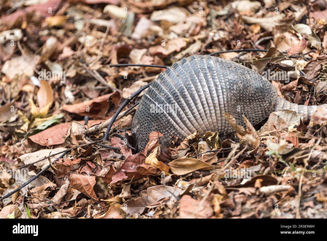 Young, foraging Nine-banded Armadillo (Dasypus novemcinctus) in ...
