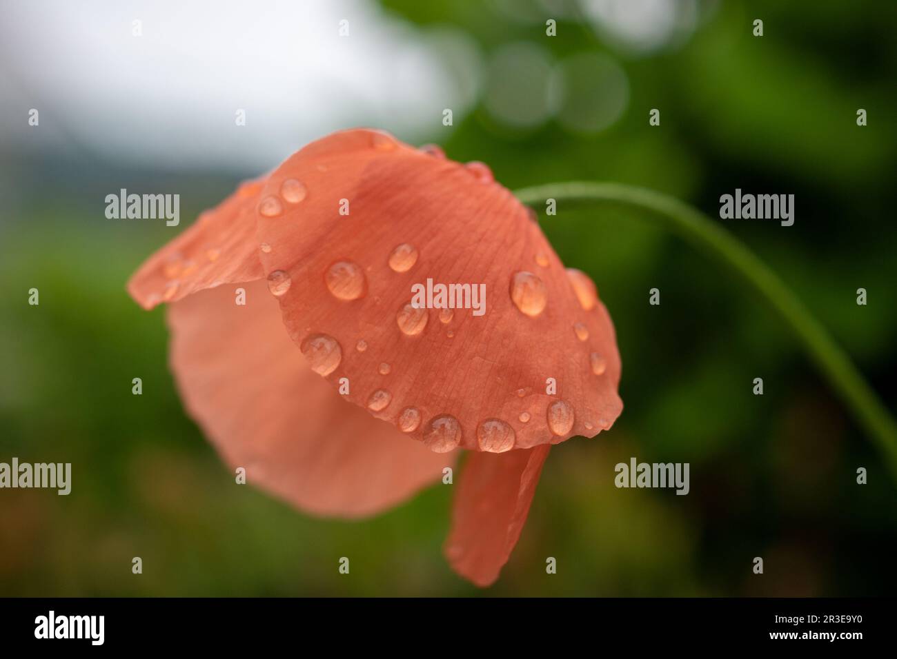 Poppy flower with raindrops Stock Photo - Alamy