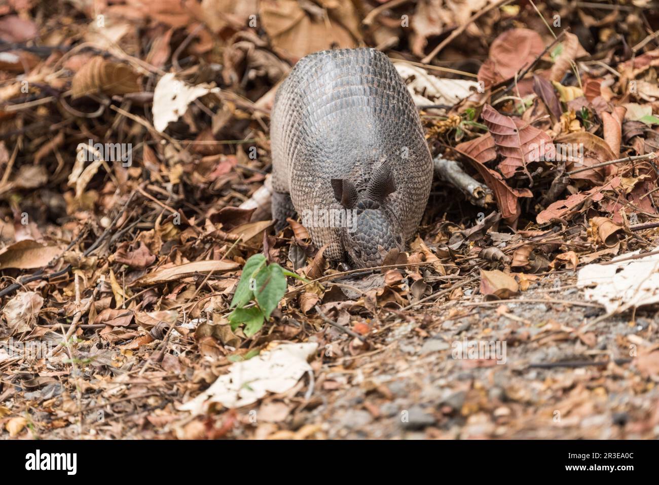 Young, foraging Nine-banded Armadillo (Dasypus novemcinctus) in Soberania National Park, Panama ...