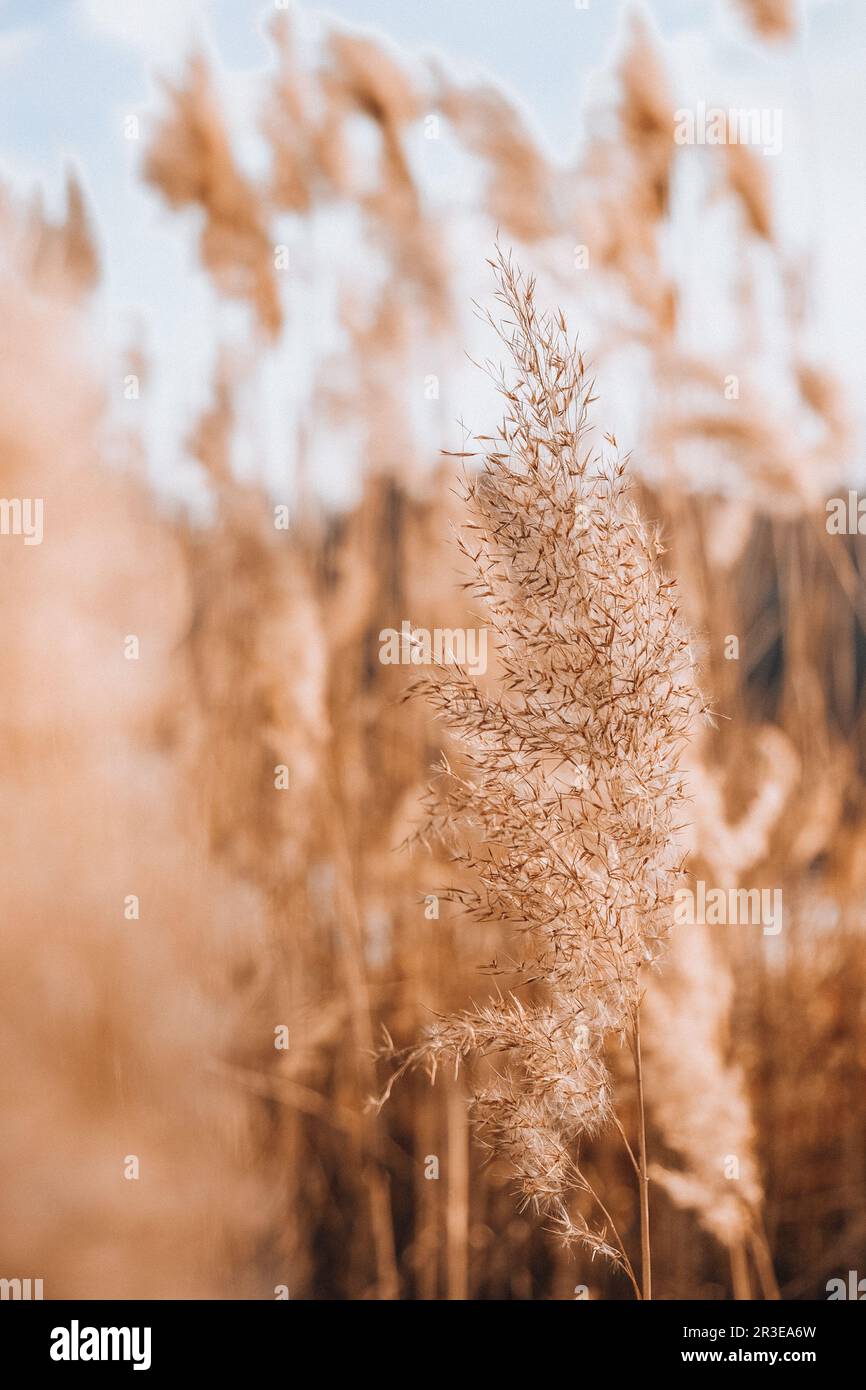 Pampas grass. Dry beige reed. Abstract natural background. Pastel ...