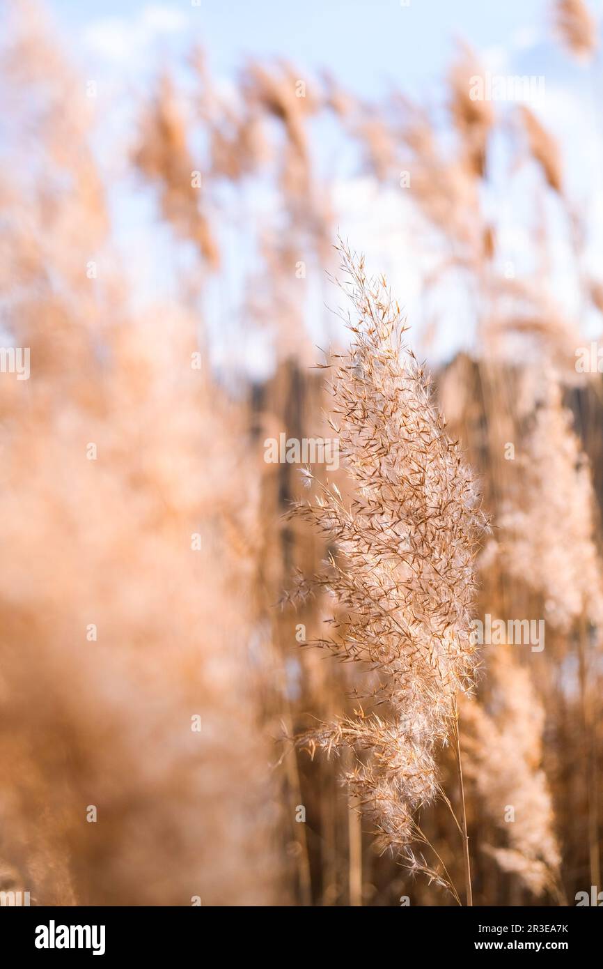 Pampas grass. Dry beige reed. Abstract natural background. Pastel ...