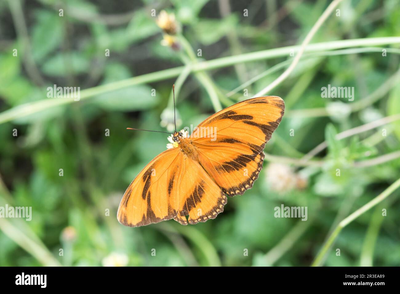 Feeding Banded Orange (Dryadula phaetusa) in Panama Stock Photo - Alamy