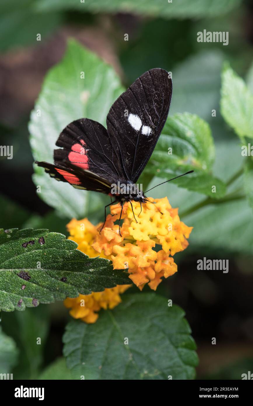 A Cattleheart White (Archonias brassolis) a mimic of the Cattleheart ...