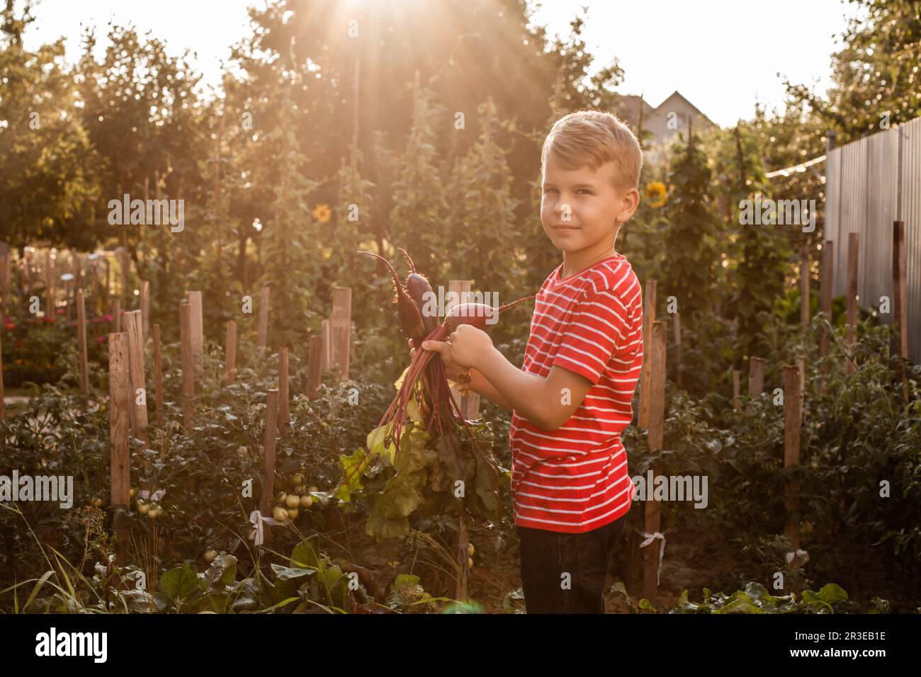 The boy rejoices after picking the fresh beet Stock Photo - Alamy